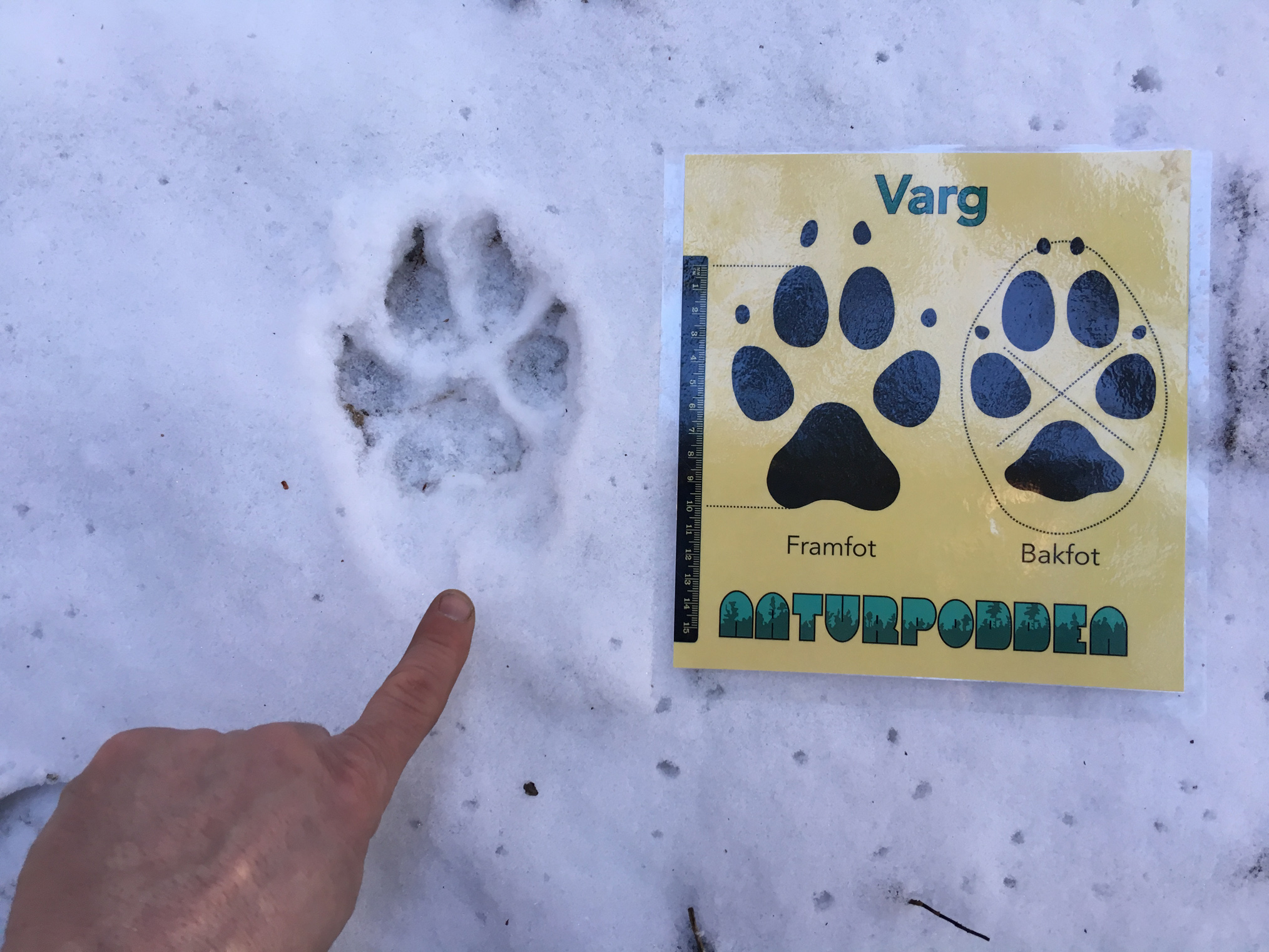 Lär dig spåra varg - Biotopia