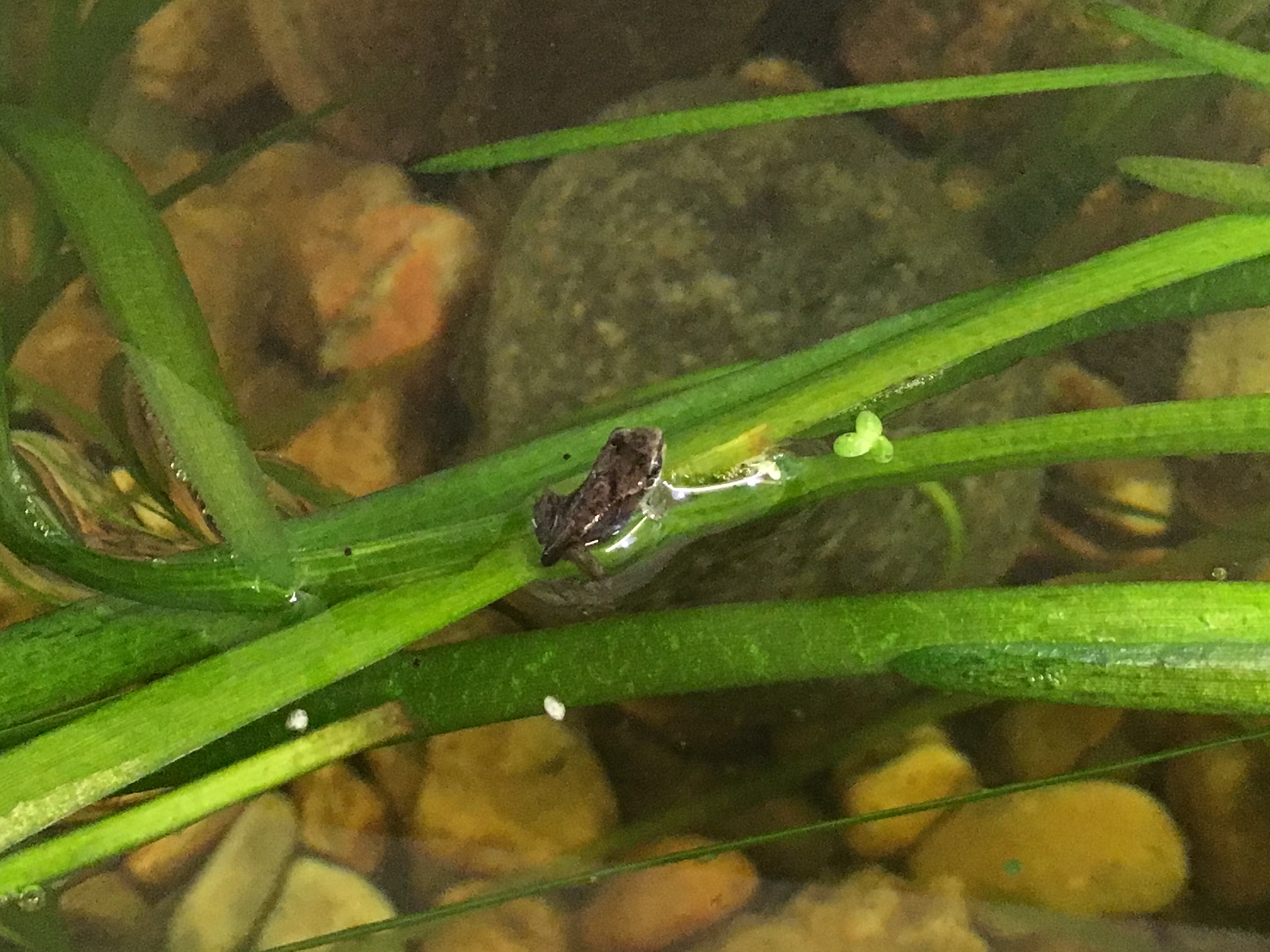 Grodor på sommarmorgon - Biotopia