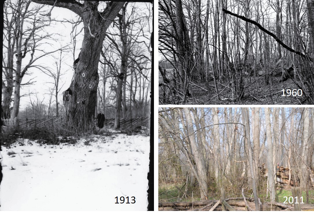 Tidsresa i Upplands natur - Biotopia