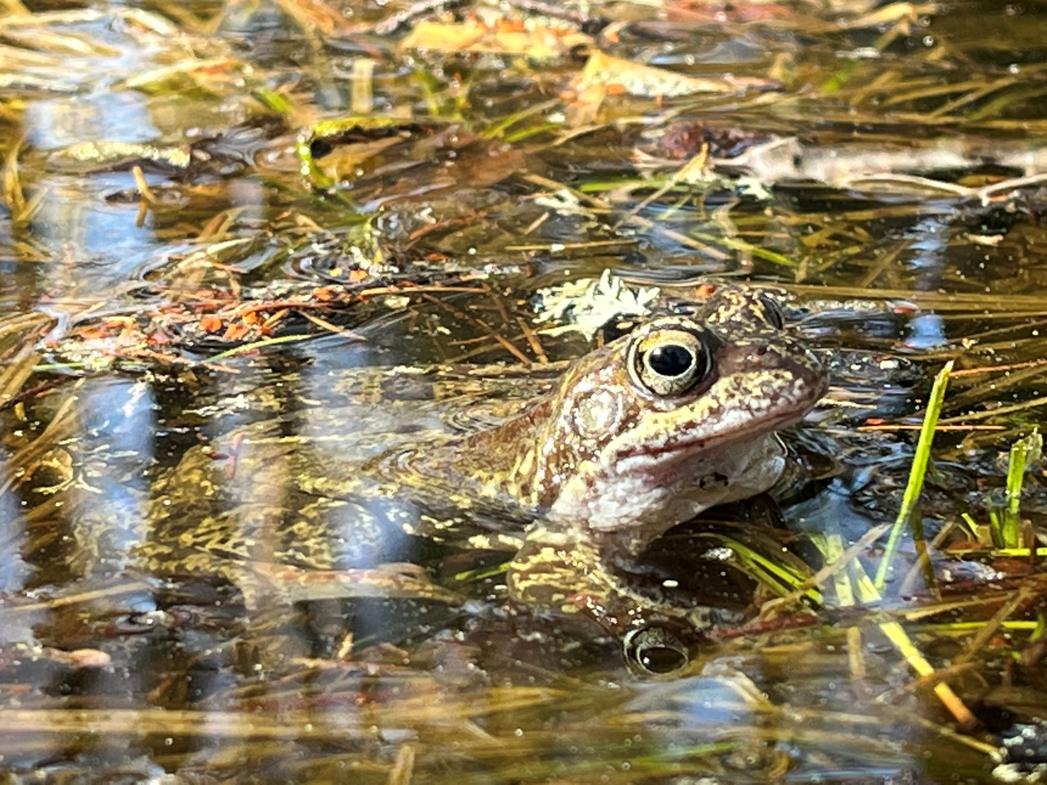 Väntans tider! - Biotopia