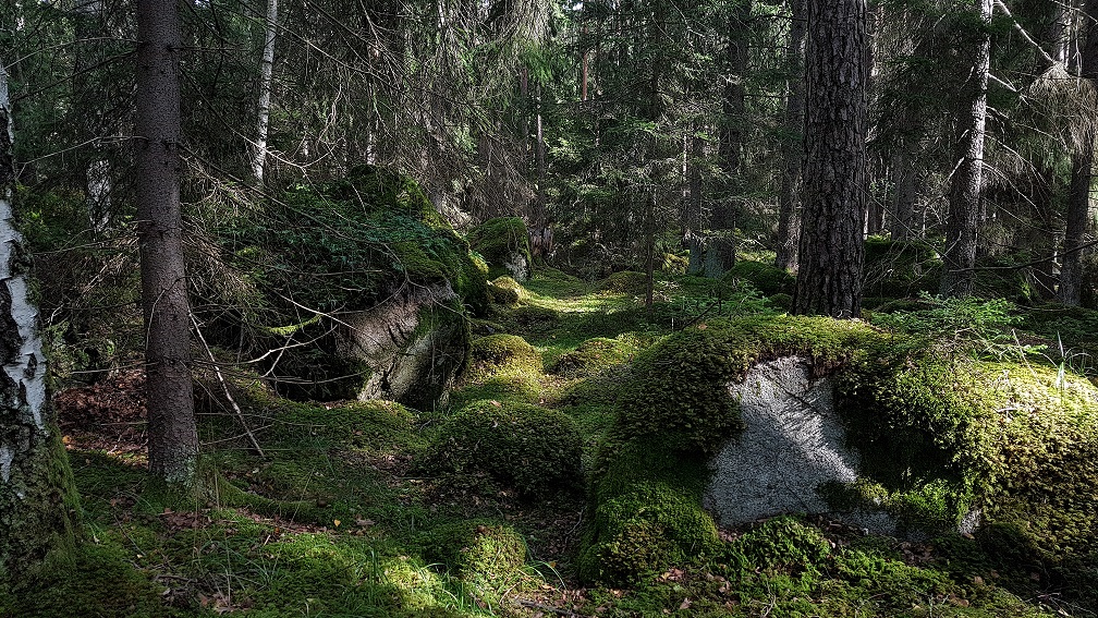 Skogstur i Fagerskogen - Biotopia